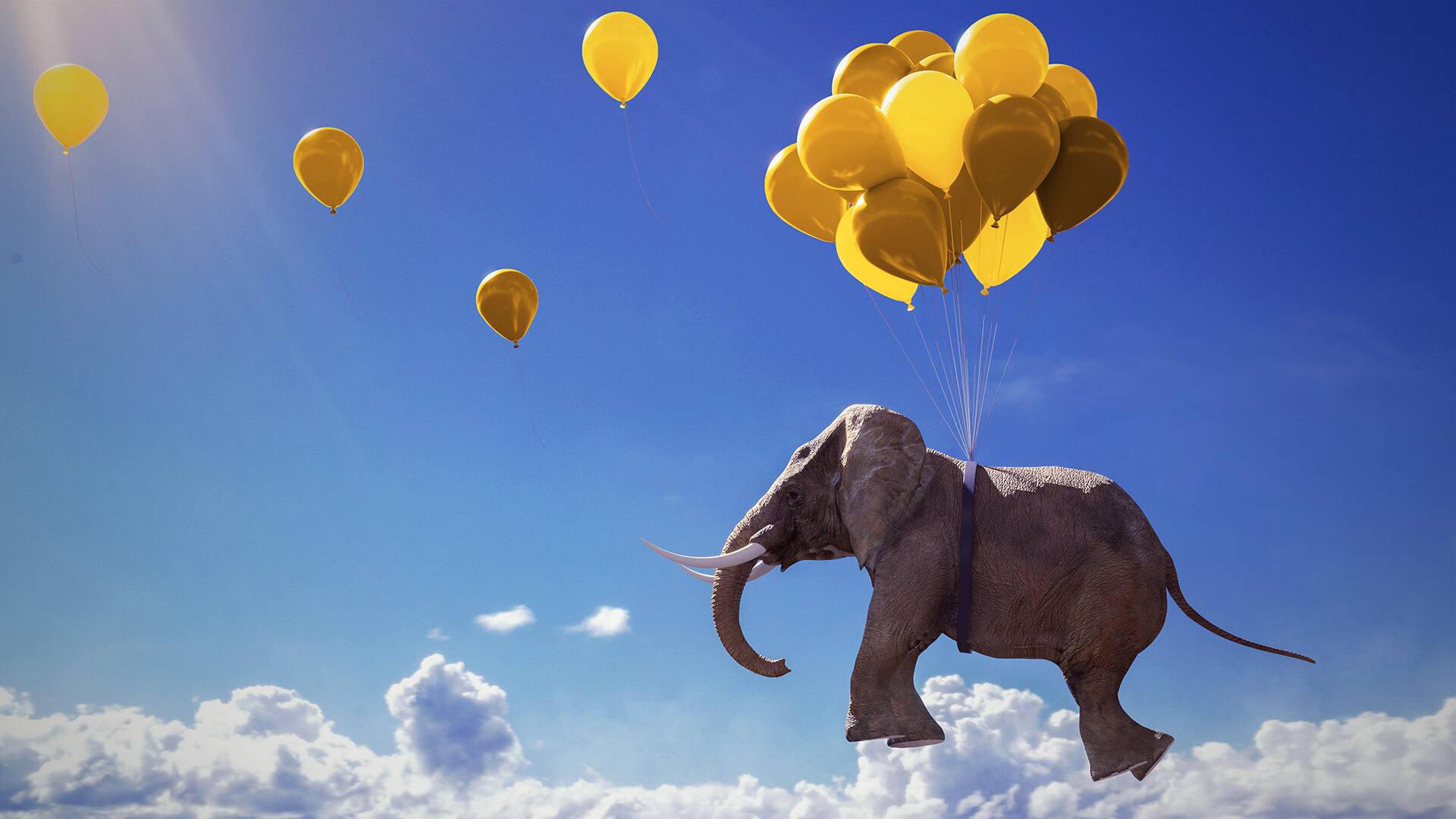 Portfolio - Know Your Elephants - Andreas Setzer