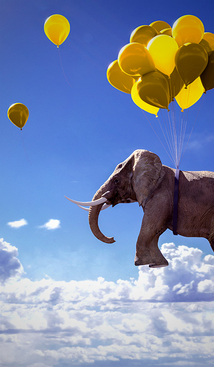 Portfolio - Know Your Elephants - Andreas Setzer